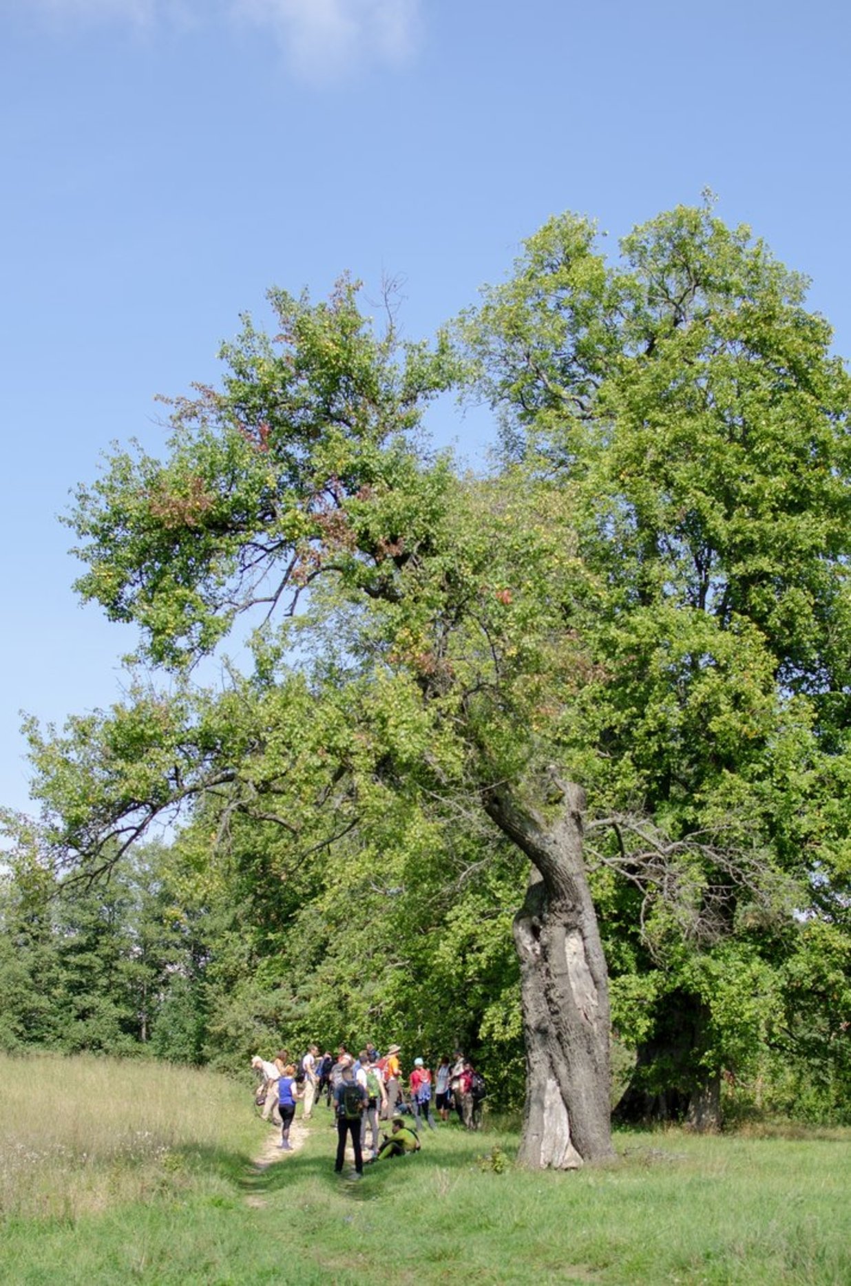 Senoji kriaušė | alytusinfo.lt